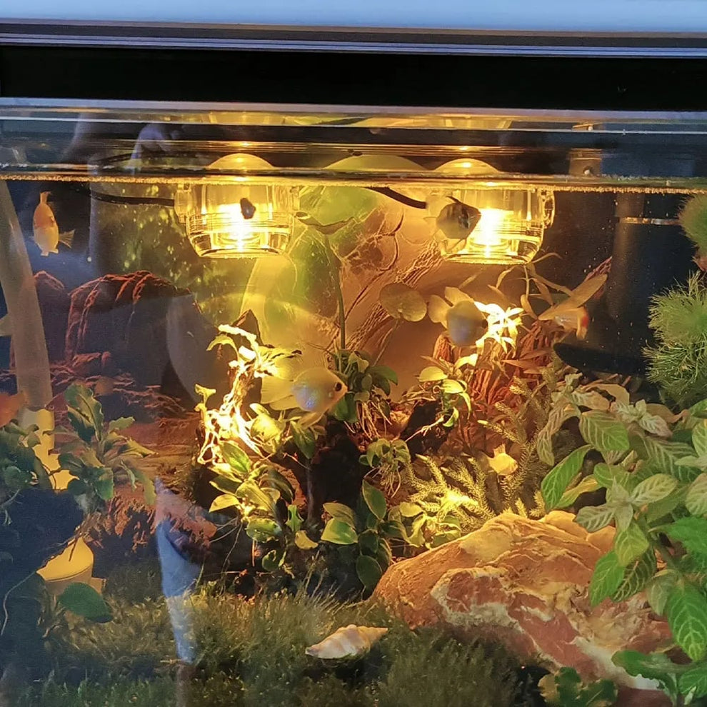 Aquarium Spotlight For Romantic Fish Tank – sususummer.com